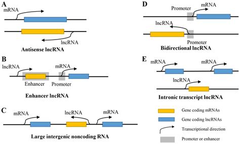 non coding rna function