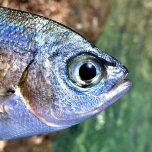 Fische Mittelmeer Bestimmen Fischlexikon