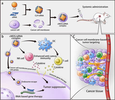 Bioinspired Cancer Cell Membranecoated Nanoparticles IJN