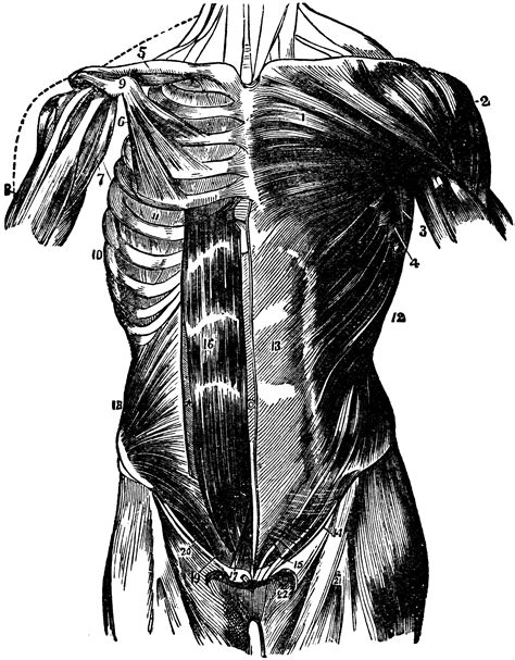Muscles Of The Abdomen ClipArt ETC