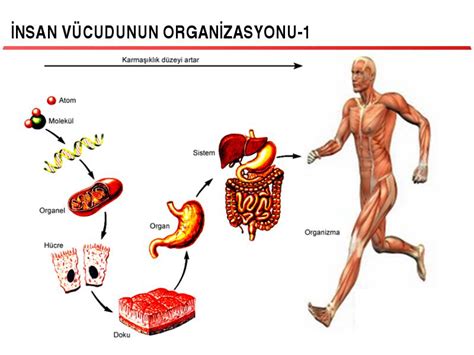Anatomi insan vücudunun yapısı ve vücut parçalarının birbirleriyle