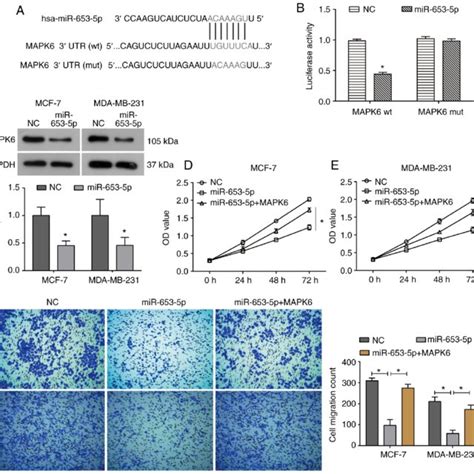 MiR 653 5p Inhibits The Proliferation Of Breast Cancer Cells A
