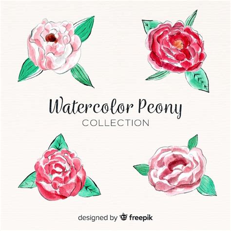 Colección de flores peonía de acuarela Vector Gratis