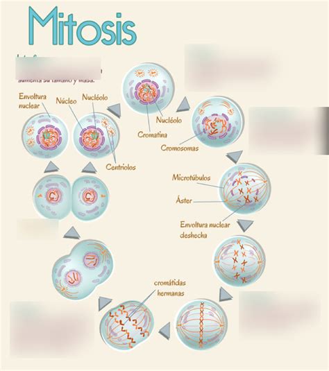 Mitosis Diagram Quizlet