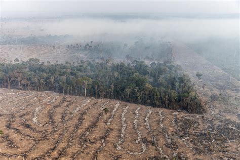 Desmatamento na Amazônia conheça os impactos Greenpeace Brasil