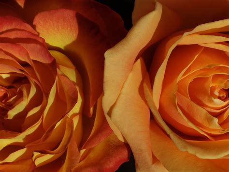 Fotos gratis naturaleza fotografía flor pétalo amor Rosa rojo
