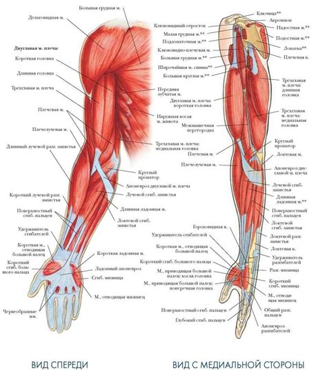 Arteries And Nerves Of Upper Limb Anterior View Anatomy Artofit