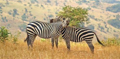 Safaris In Rwanda Akagera National Park Nyungwe Forest