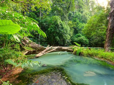 Rainforest Wallpaper 1920x1080