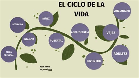 infografía del ciclo de la vida humana by Palmira Aparcana on Prezi