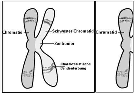 Chromosomen Und Chromatin Theoretisches Material Biologie