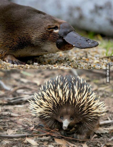 The Duck Billed Platypus And Echidna Are The Only Mammals That Lay Eggs