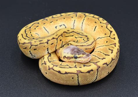 Lemon Blast Ball Python Morph Guide And Breeding Tips BALL PYTHON