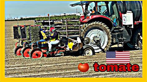 Como Se Siembra El Tomate En California Trabajos De La Agricultura