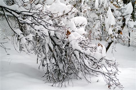 Kostenlose Foto Landschaft Baum Natur Wald Ast Schnee Kalt