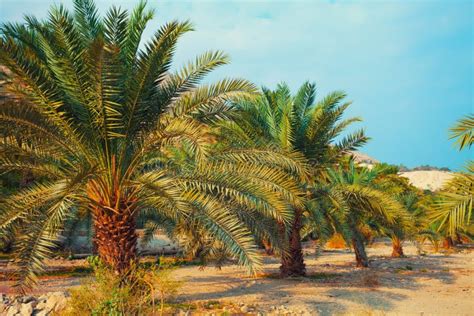 Plantation De Palmier Dattier Image Stock Image Du Dattier