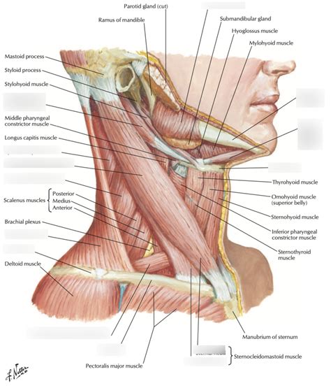 Interactive Muscles Of The Neck Lateral View Diagram Quizlet