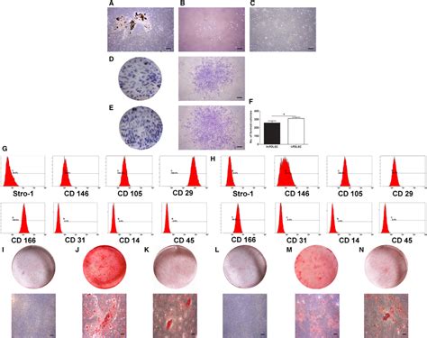 Isolation Culture Surface Marker Characterization And Differentiation