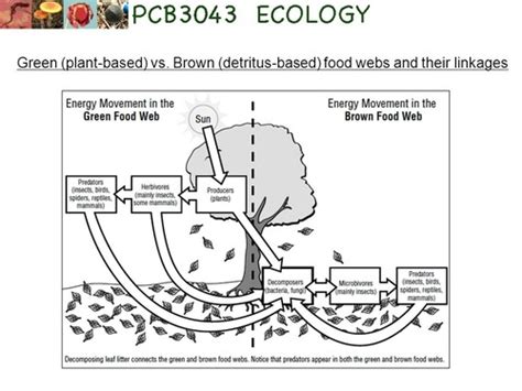 Unit 3 Ecology Flashcards Quizlet