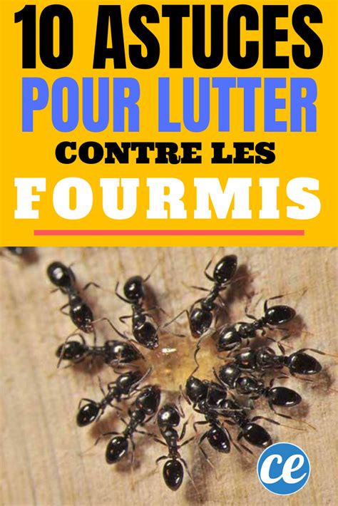 10 Astuces Naturelles Pour Lutter Contre Les Fourmis Contre Les