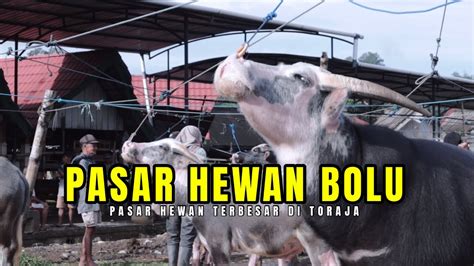 Pasar Kerbau Terbesar Di Toraja Pasar Senilai Ratusan Miliar Youtube