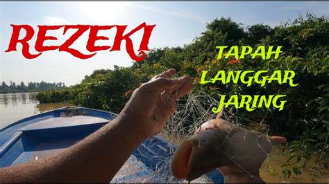 Tahan Jaring Ikan Sungai Pasang Tajur Ikan Tapah YouTube