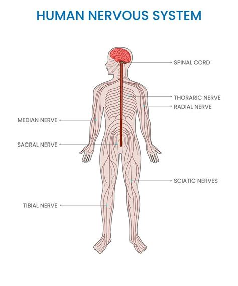 Humano Nervioso Sistema Complejo Red Coordinando Cuerpo Funciones