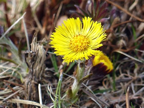 Tussilago Blomma Gul Gratis foto på Pixabay Pixabay