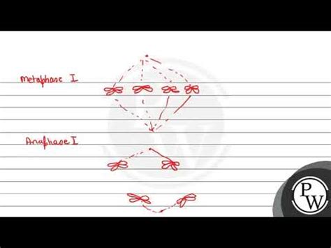 Why Meiosis I Is Reduction Division And Meiosis II Is Equational