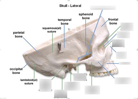 Skull Lateral Diagram Quizlet
