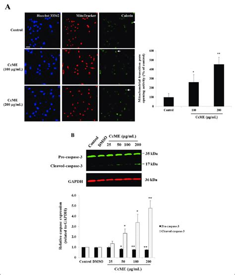 Involvement Of Apoptotic Pathways In CcME Treated TNBC MDA MB 231