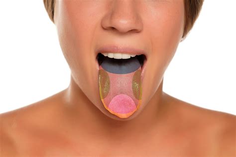 Regiões da língua que você sente sabor Saúde Minuto