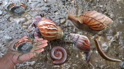 Seru Mencari Dan Menemukan Siput Kelomang Bekicot Hermit Crab
