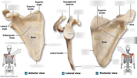 Parts Of The Scapula Diagram Quizlet Off