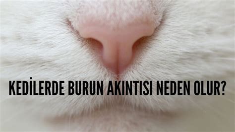 Kedilerde Mantar Kedi Hayvanlar Blog