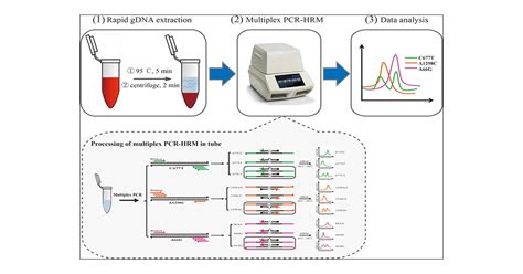 Simultaneous Detection Of Three Genotypes Of Gene Methylene