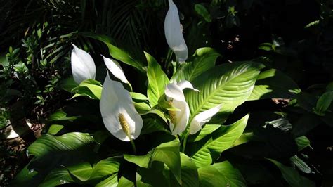 Plantas Purificadoras De Aire Descubre Cu Les Son Y M S