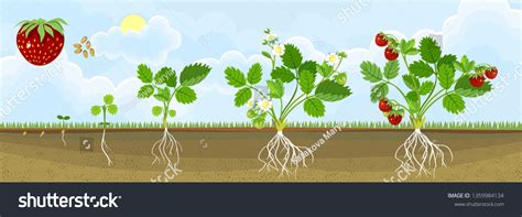 Life Cycle Strawberry Plant Growth Stage Vector C S N Mi N Ph B N