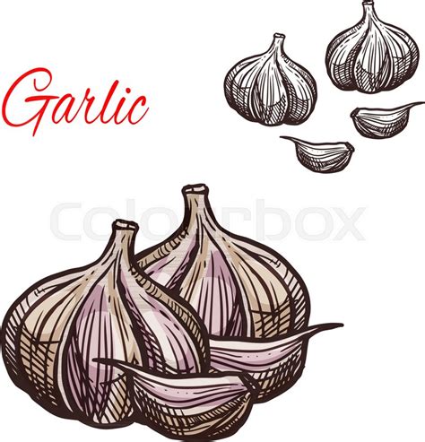 Garlic Sketch At PaintingValley Explore Collection Of Garlic Sketch