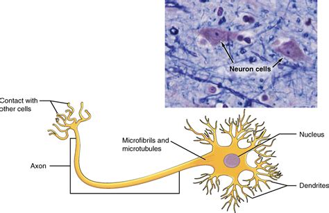 Unit 6 Tissue Structure And Functions Douglas College Human Anatomy