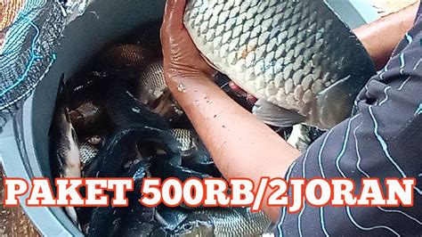 LOMBA MANCING IKAN MAS TELAGA SALIM TIKET KOMPLIT 500RB YouTube