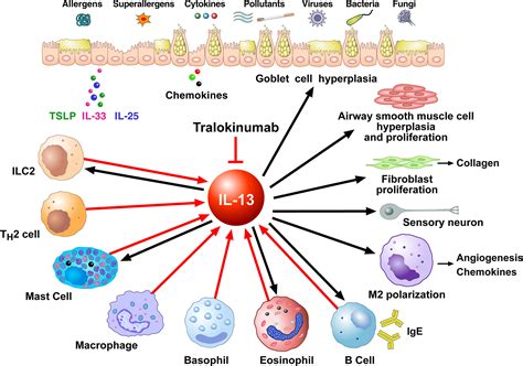 Frontiers The Intriguing Role Of Interleukin 13 In The