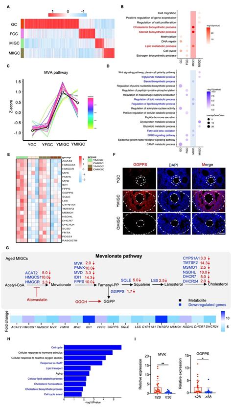Granulosa Cell Mevalonate Pathway Abnormalities Contribute To Oocyte