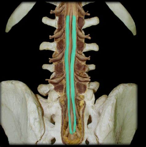 Bms Lab Spinal Cord Apr Flashcards Quizlet