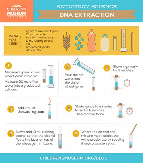 Dna Extraction Virtual Lab