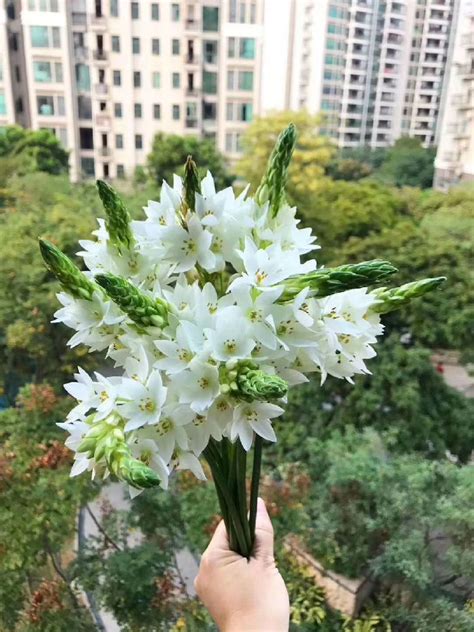 雀梅鲜切花图片 雀梅鲜切花 鲜切花雀梅养护 大山谷图库