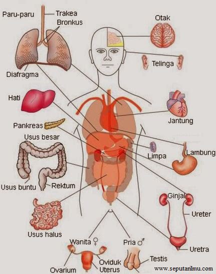Sebutkan Pengertian Sistem Ekskresi Pada Manusia