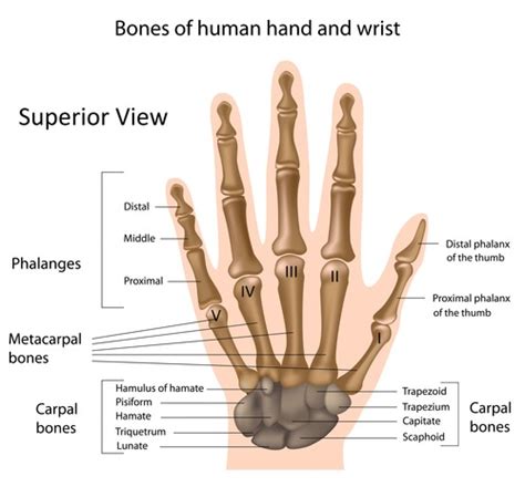 Wrist Hand Flashcards Quizlet