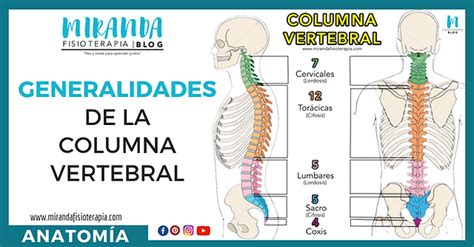 ブロンズ 壮大 活力 las 5 partes de la columna vertebral 隠された 見習い 水