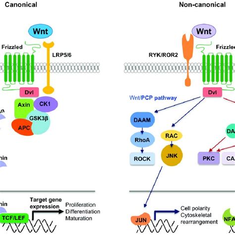 The Canonical And Non Canonical Wnt Signaling Pathways In The
